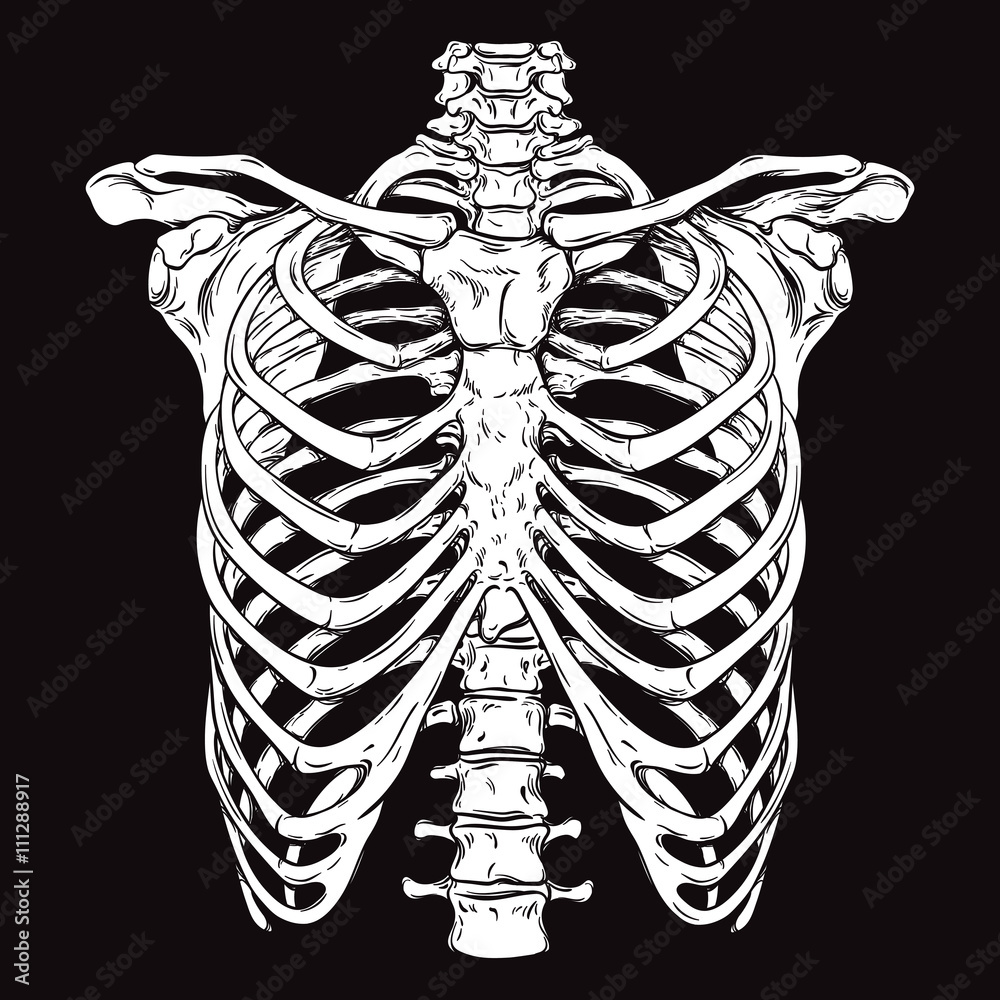 Hand drawn line art anatomically correct human ribcage. White over ...