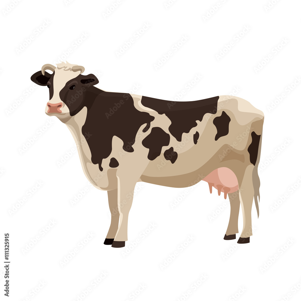Spotted cow vector illustration farm cattle animal collection. Stock ...