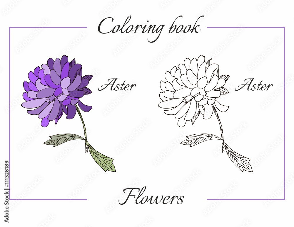 Coloring book with beautiful aster flower. Cartoon vector illustration ...