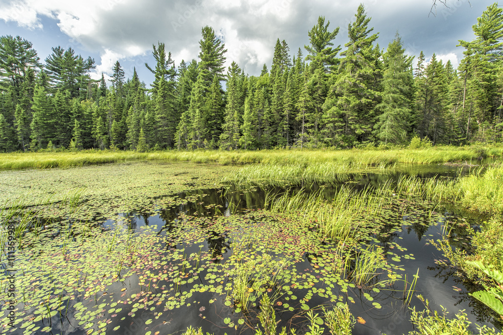 Wetland Conservation Stock Photo | Adobe Stock