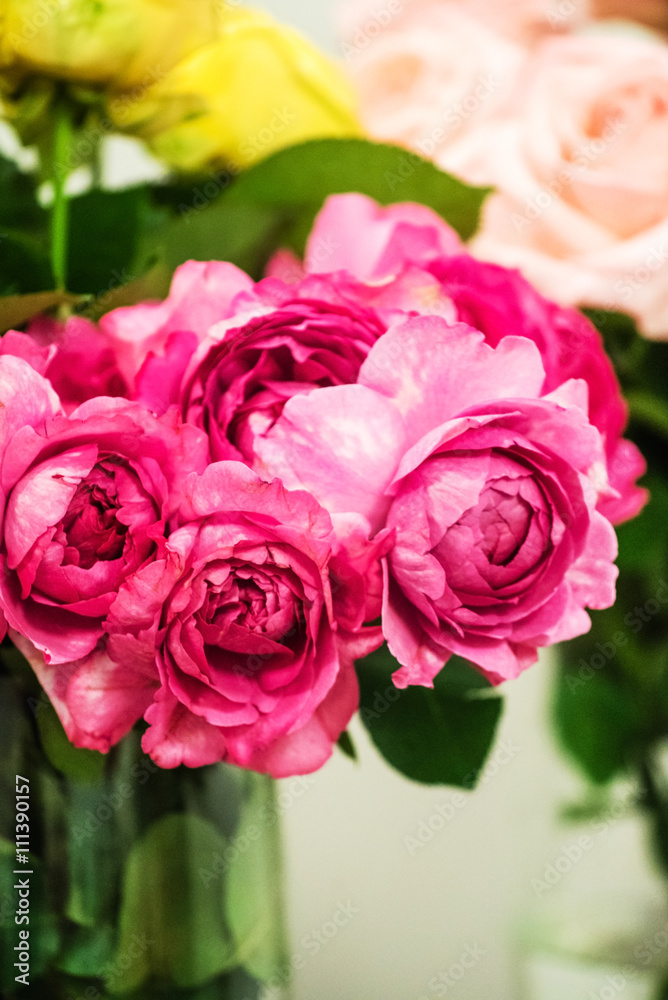 nice roses Stock Photo | Adobe Stock
