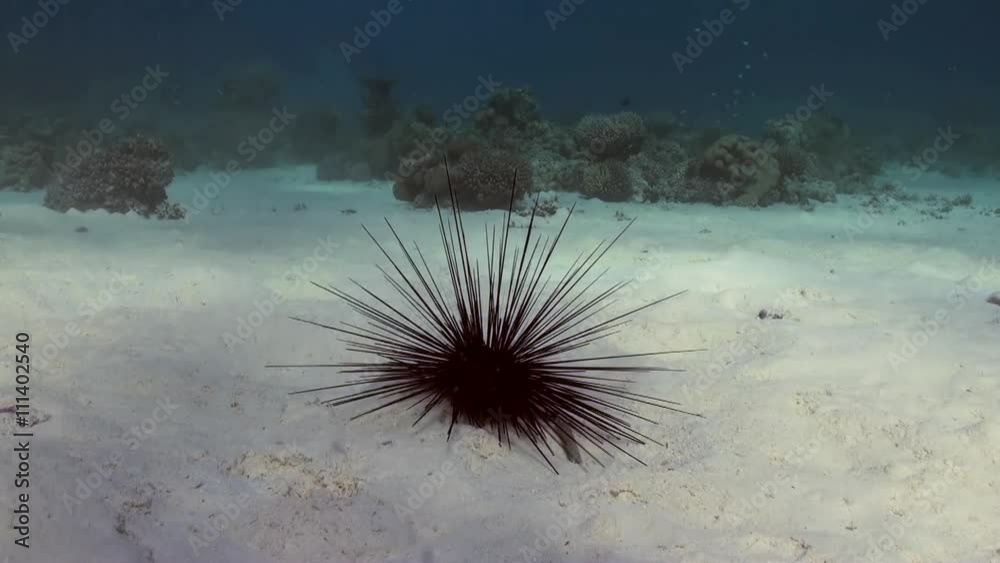 Black diadem sea urchin (Echinothrix diadema) on sandy bottom in search ...