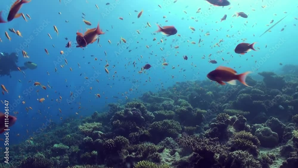Underwater shot of teaming hard tropical coral reef top in Red Sea and ...