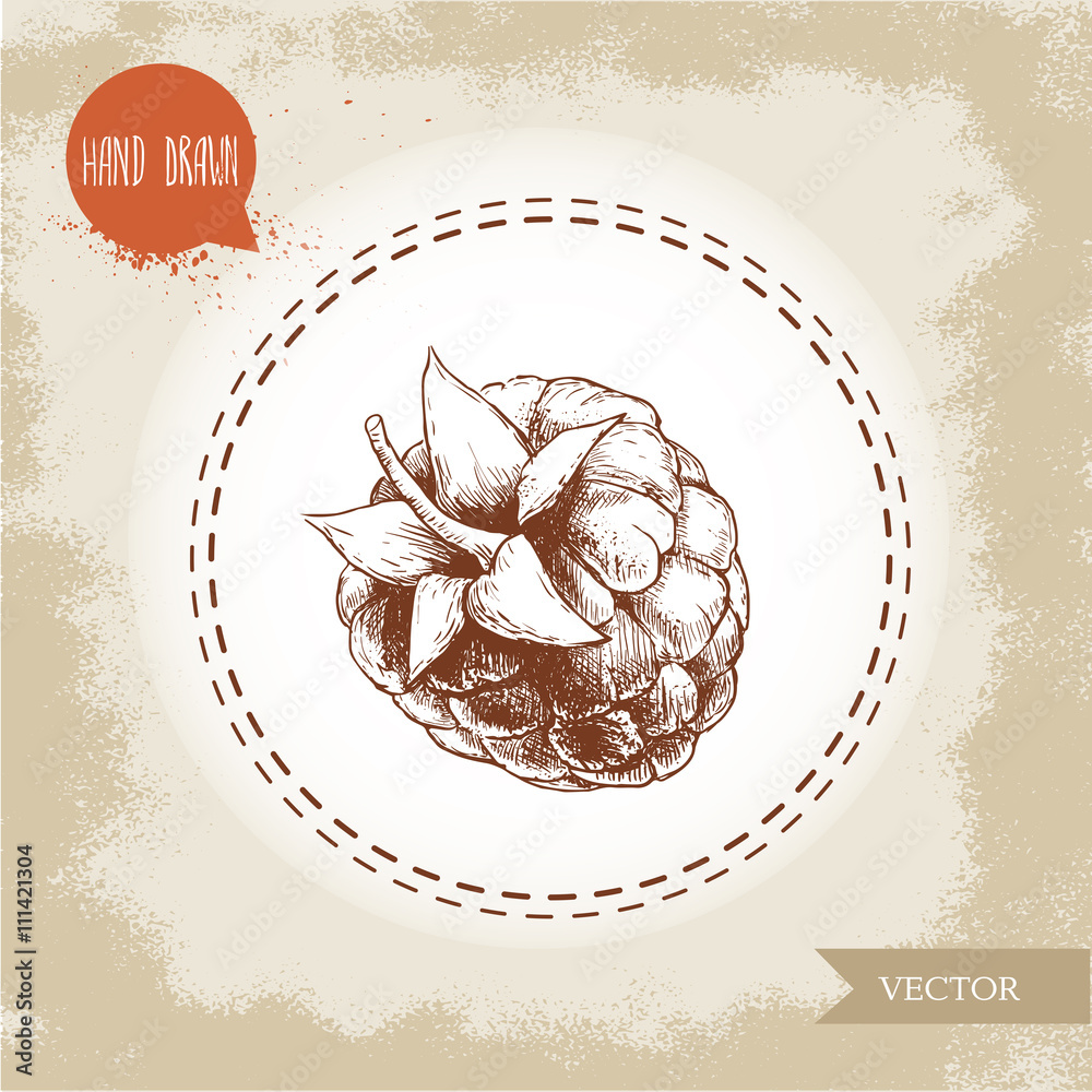 Hand drawn raspberry isolated on vintage background.Retro sketch style ...