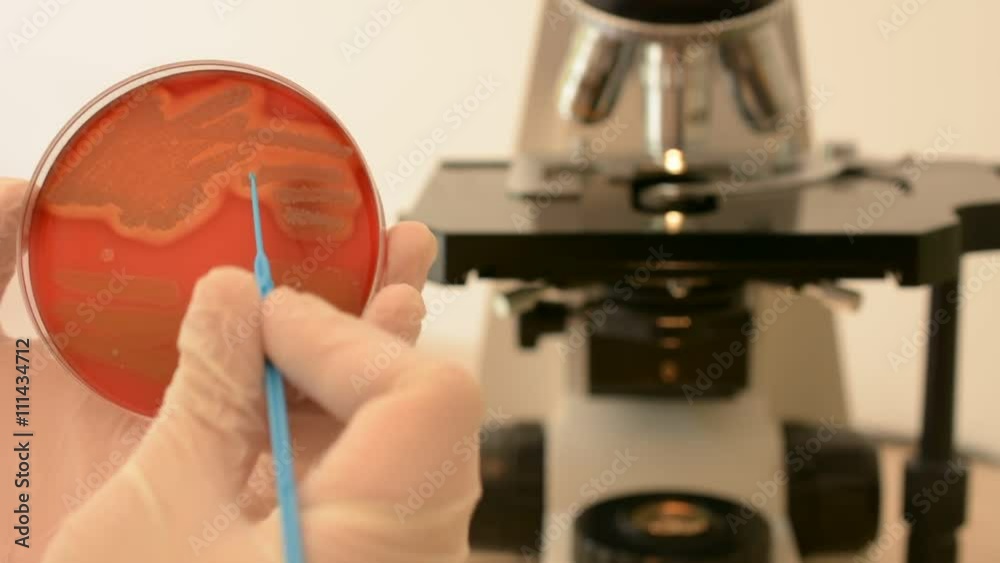 Laboratory doctor hands with sterile gloves using inoculation loop to ...