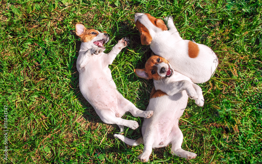 Happy Pets