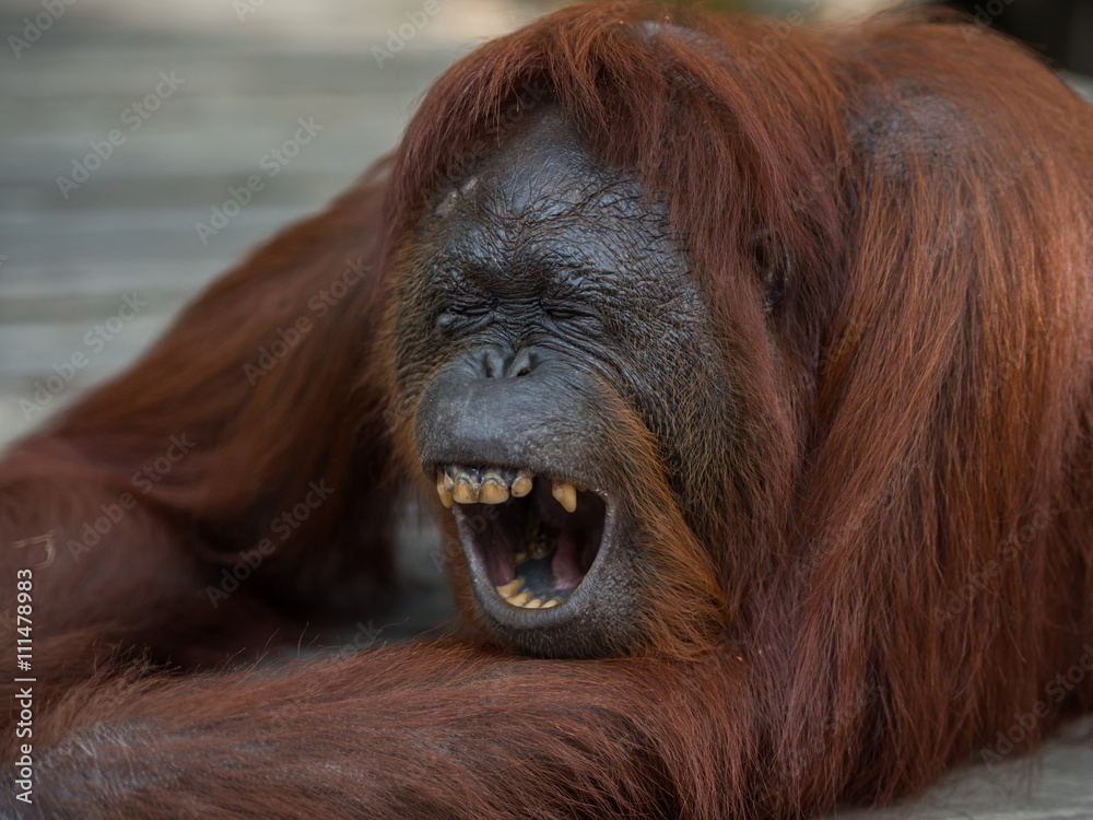 Orangutan Teeth