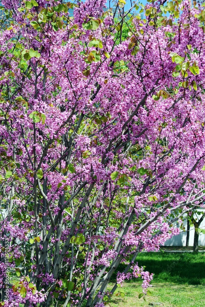 Flowering bush Judas tree (Cercis siliquastrum) in the park on the ...