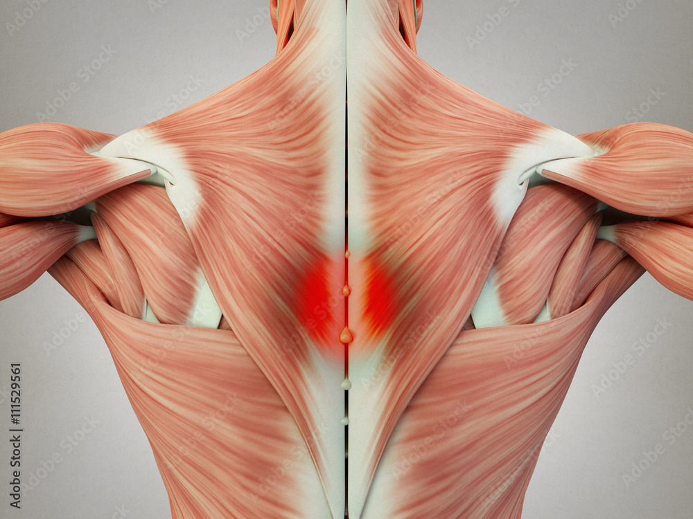 Human anatomy torso back muscles, pain. 3D Illustration. Stock ...