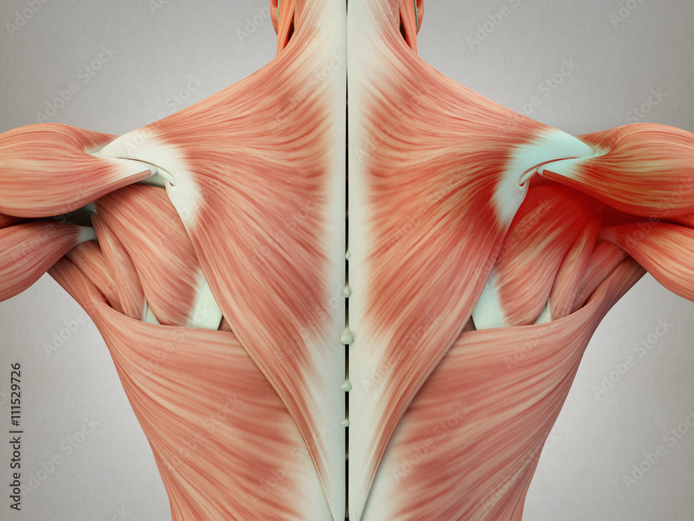 Back Shoulder Muscle Anatomy