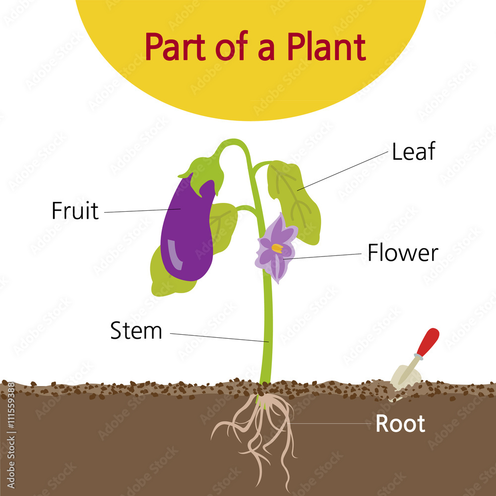 A picture explaining the parts of a plant Stock Vector | Adobe Stock