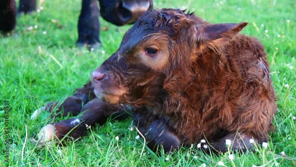 New born calf close up beautiful cute cow minutes after birth mother ...