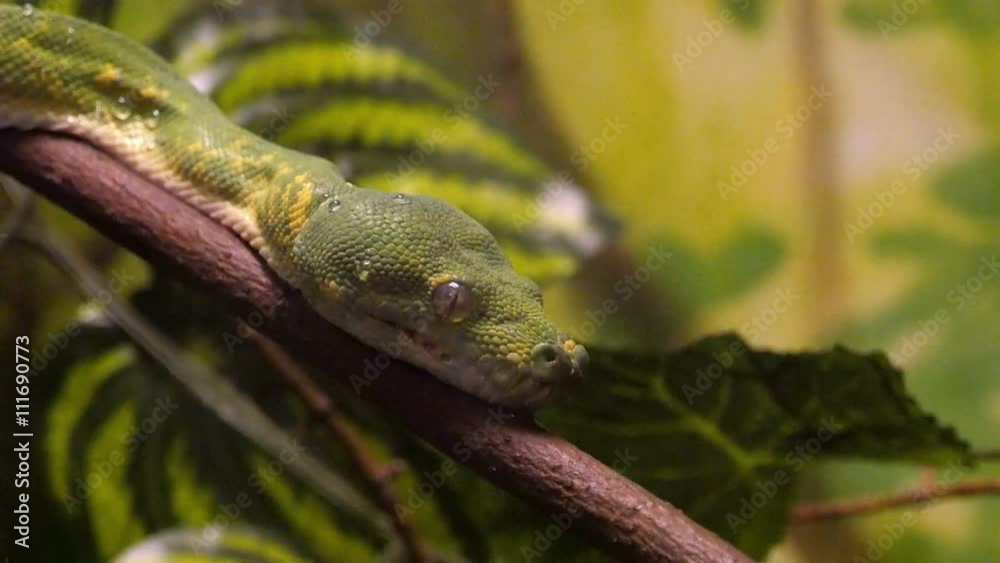 Green Tree Python Lying on a Tree Branch on a Background of Green ...
