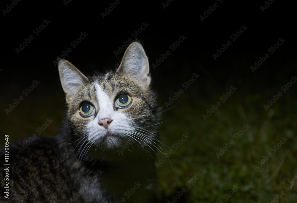 cat watching and hunting by night Stock Photo | Adobe Stock