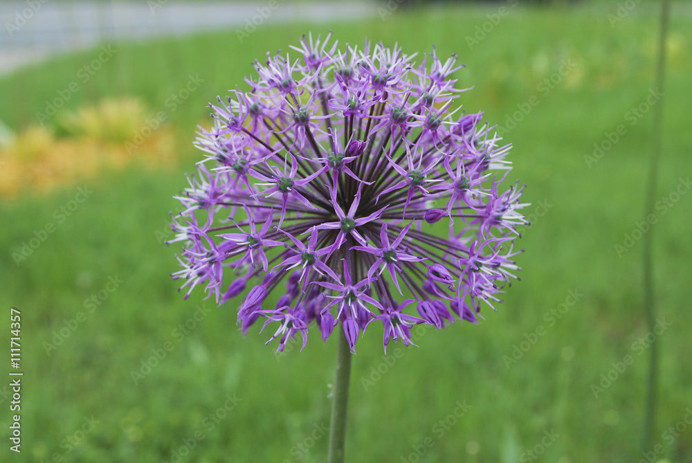Allium stipitatum 'Violet Beauty' blossom. Elegant, slender stems are ...