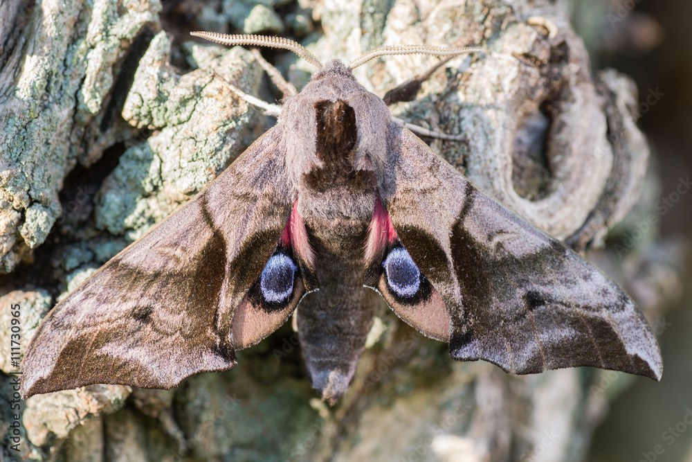 Eyed hawk-moth (Smerinthus ocellata) with hindwings visible. Hawk moth ...