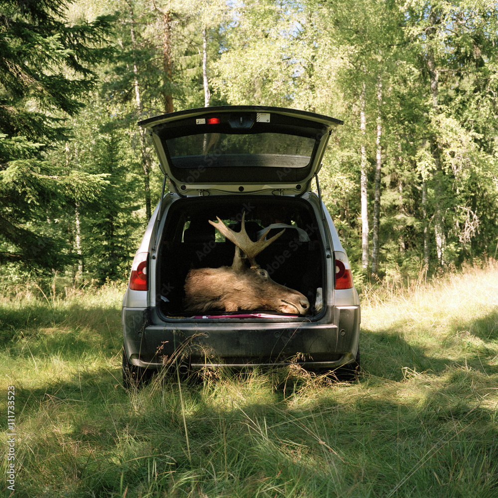 A dead elk in the trunk of a car, Sweden. Stock Photo | Adobe Stock