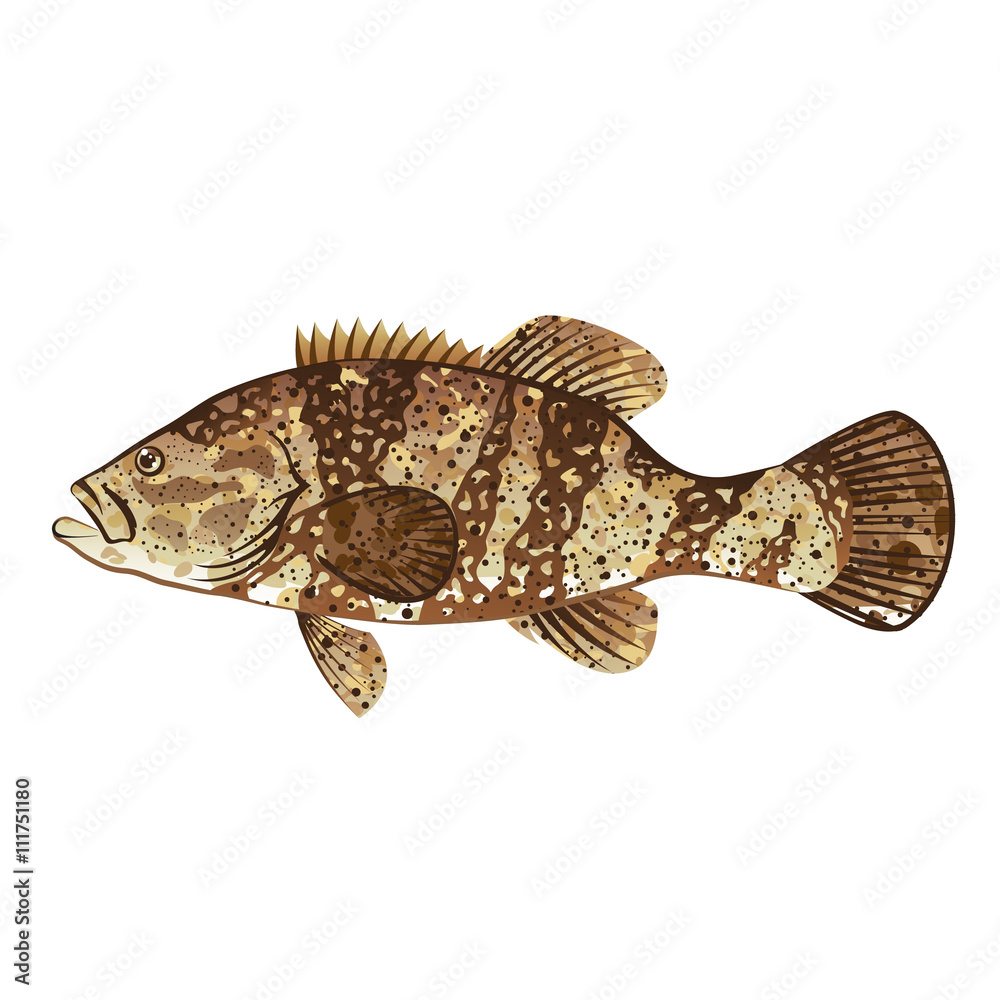 Poster Goliath Grouper Gamefish ocean vector illustration – Wall Art ...