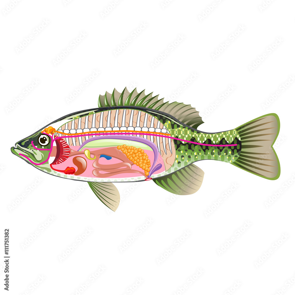 Vetor De Fish Internal Organs Vector Art Diagram Anatomy Without Labels Vetor De Fish Internal Organs Vector Art Diagram Anatomy Without Labels