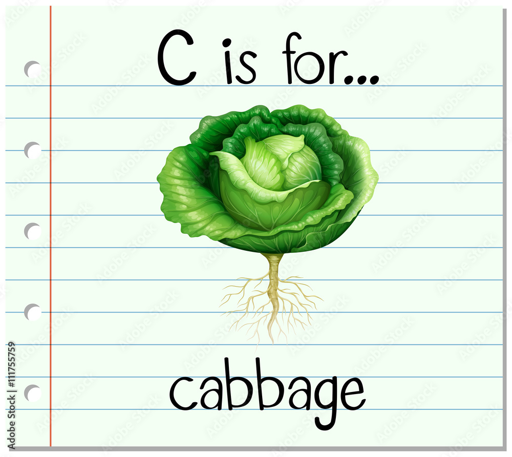 Flashcard letter C is for cabbage Stock Vector | Adobe Stock