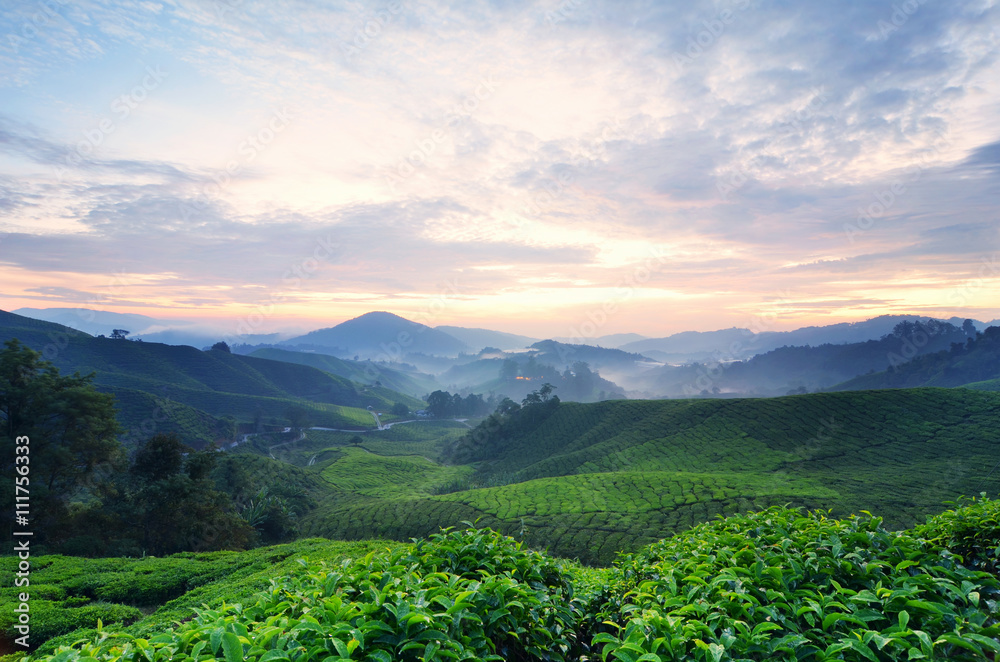 Beautiful Morning Scenery