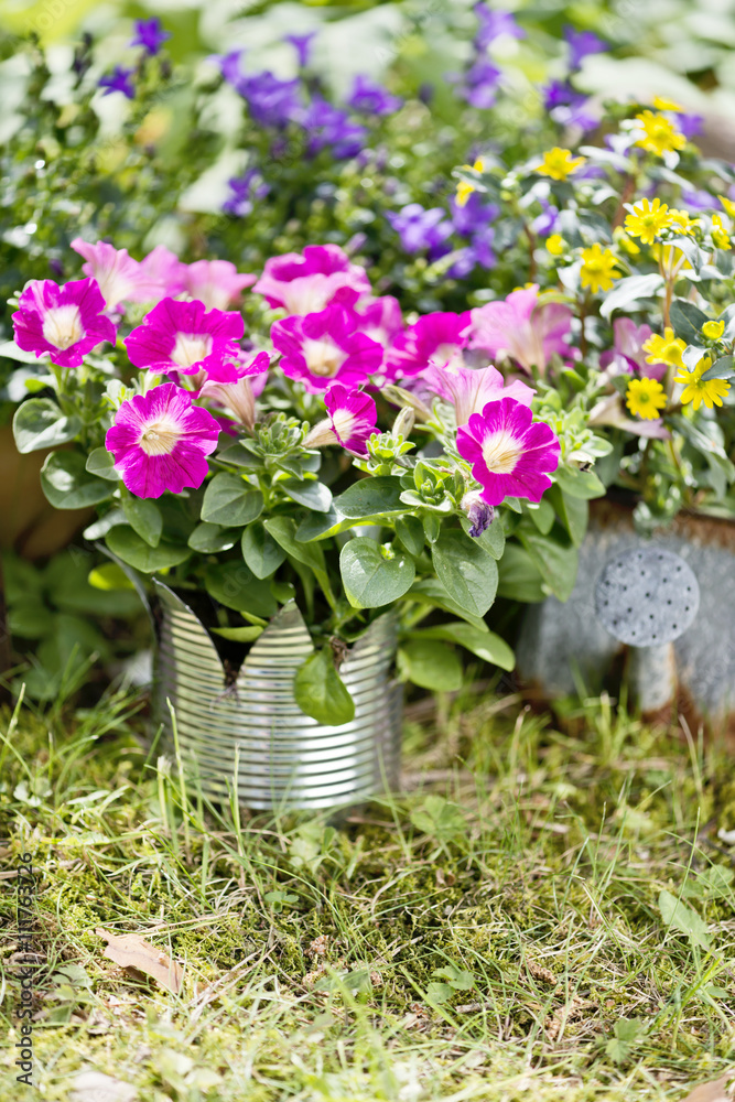 Blumen im Garten Stock Photo | Adobe Stock