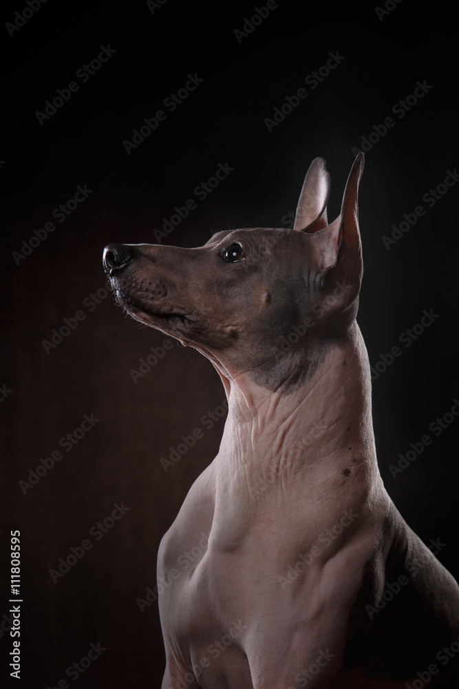 Xoloitzcuintle - hairless mexican dog breed Stock Photo | Adobe Stock