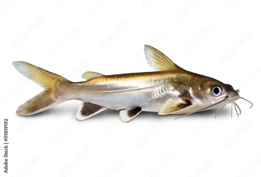 Silver-tipped Shark Catfish Ariopsis seemanni silver tipped aquarium ...