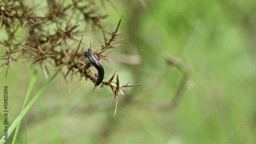 macro of a poisonous millipede (centipede) on a dry branch in nature ...