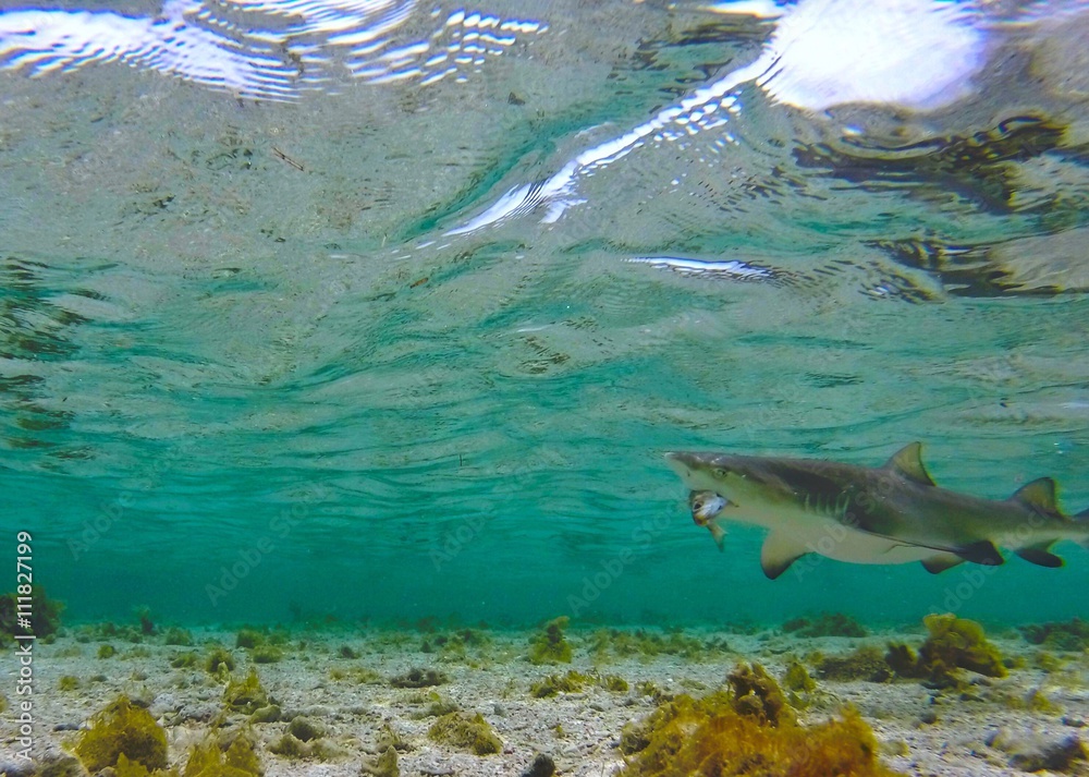 Lemon Shark Stock Photo | Adobe Stock
