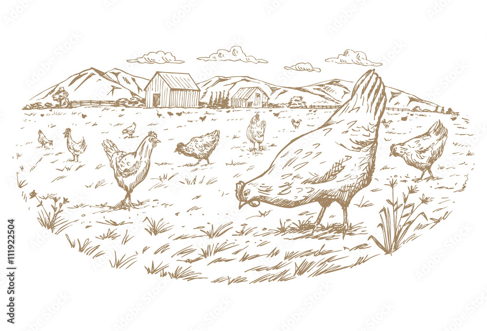 Hand drawn of a flock of free range chickens at the farm Stock Vector ...