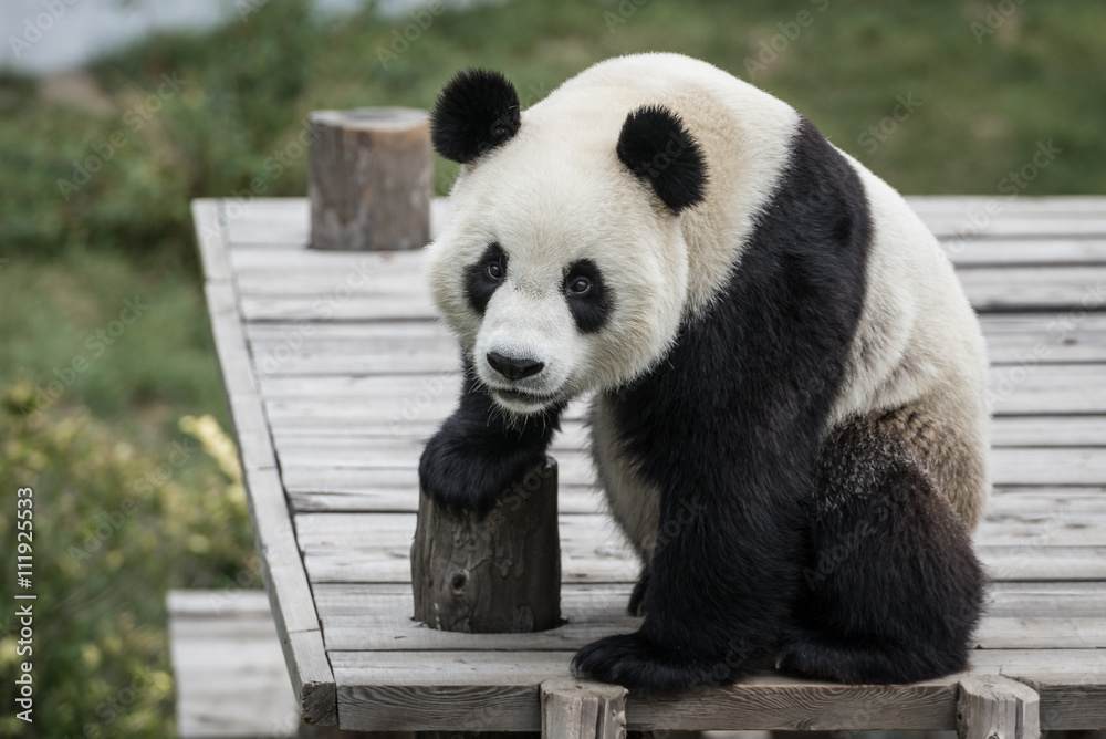 Young Panda Stock Photo | Adobe Stock