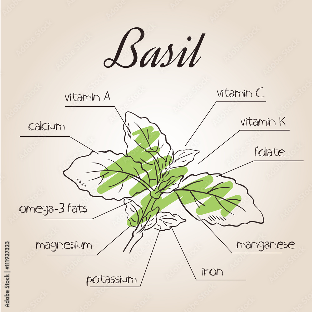 vector illustration of nutrients list for basil Stock Vector | Adobe Stock