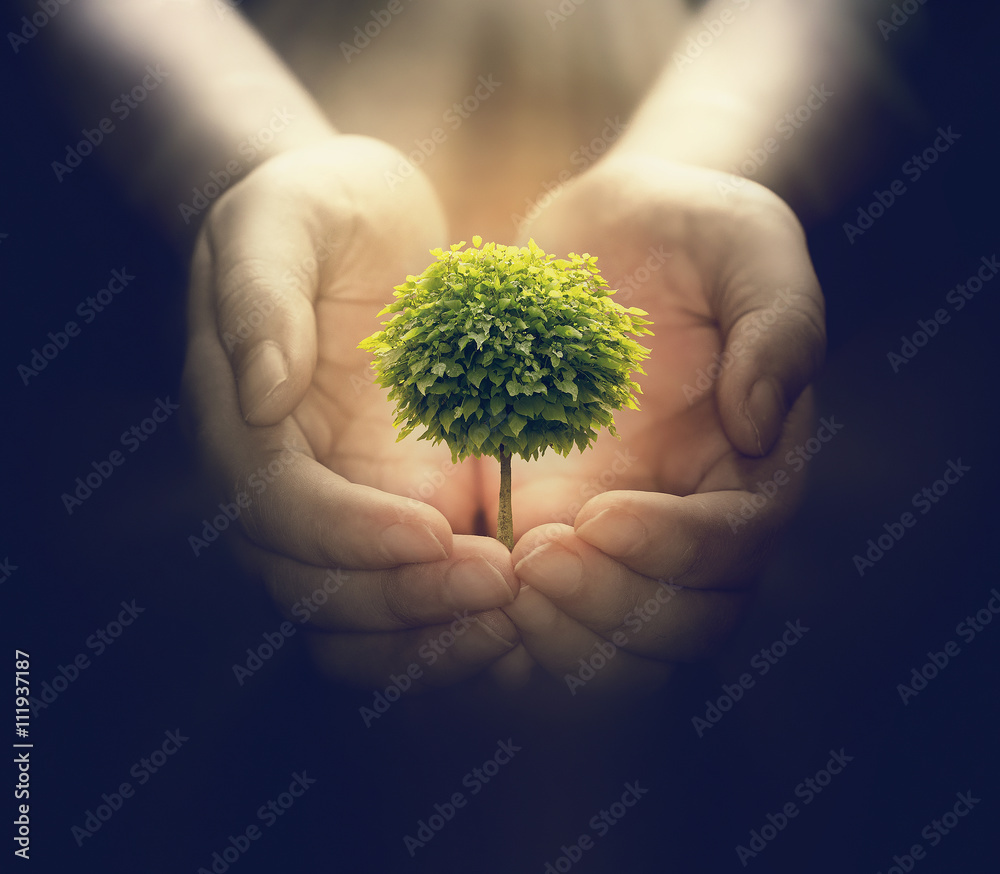 human hands holding a small tree Stock Photo | Adobe Stock