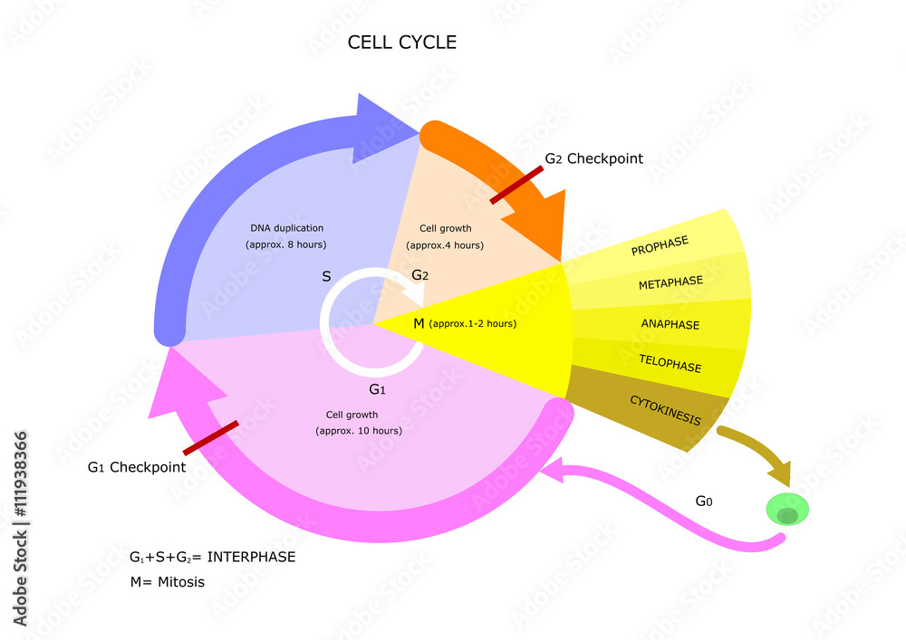 biology: cell cycle, main phases Stock Vector | Adobe Stock