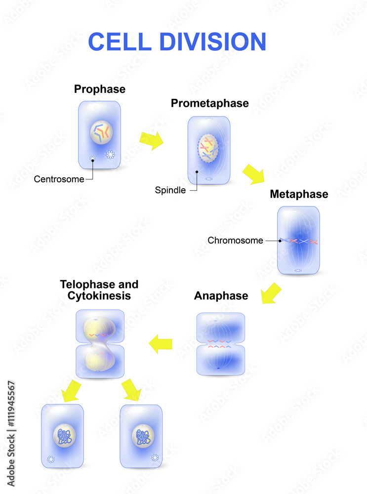 Cell division. Mitosis Stock Vector | Adobe Stock
