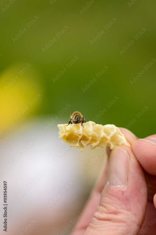 Honigwabe aus Wildbau mit Biene Stock Photo | Adobe Stock