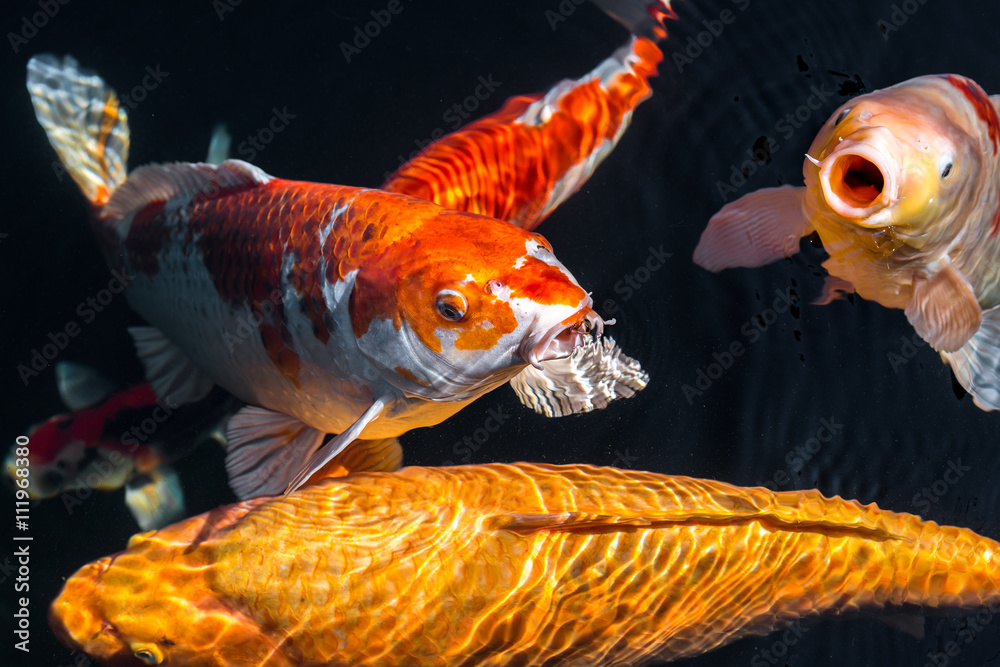 Japan Kois im Koiteich - Japanischer Koi im Gartenteich Stock-Foto ...