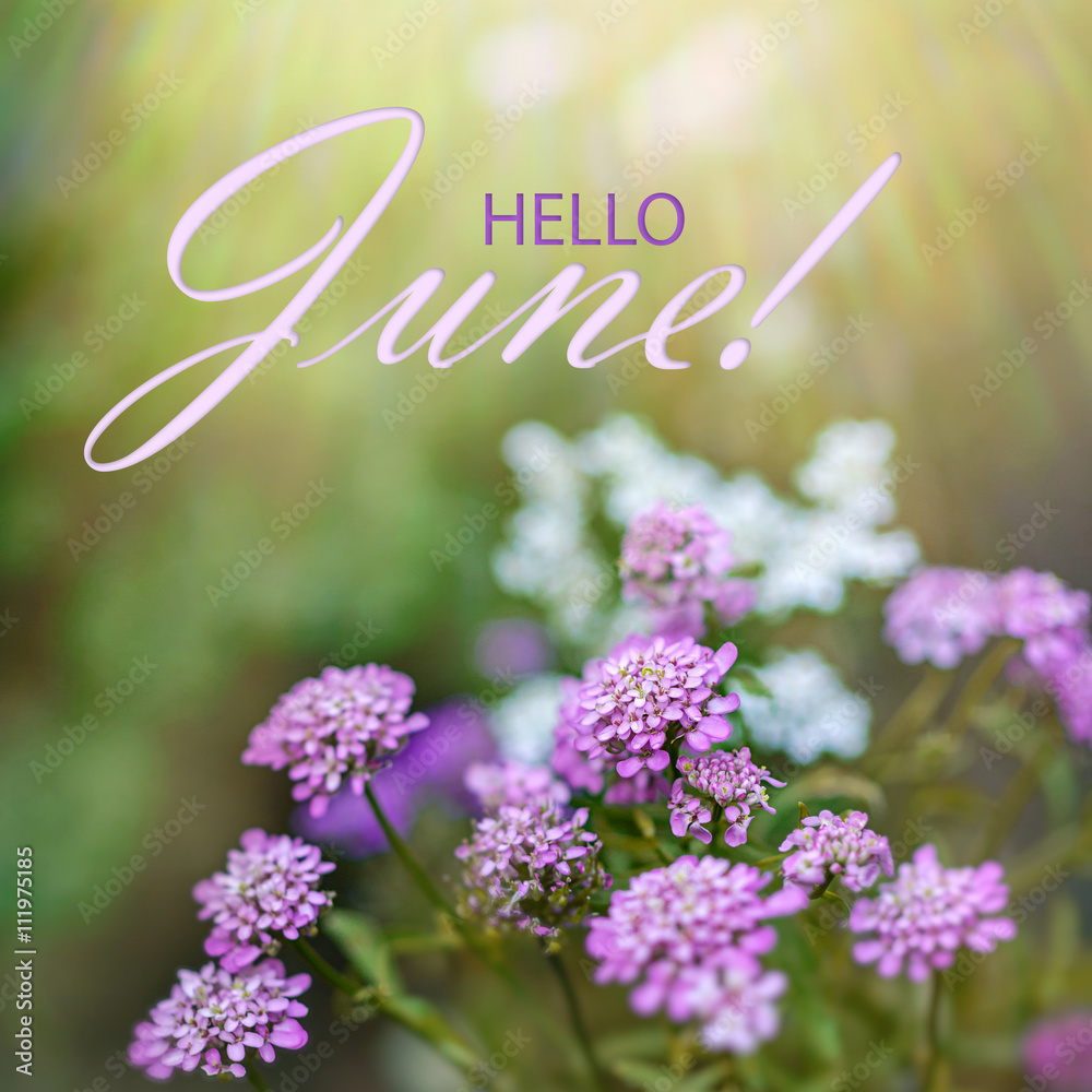 June Flowers Wallpaper