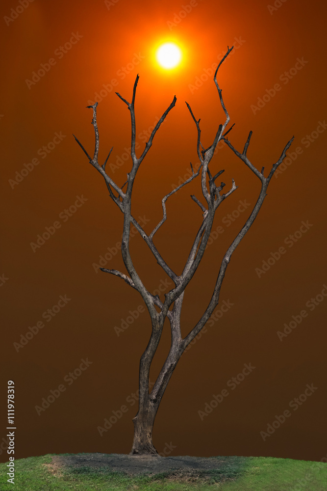 Global warming concept. Dark and burned of dead tree on twilight sky ...