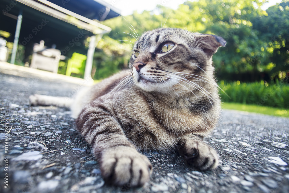 cat laying on the road with nice background color Stock-Foto | Adobe Stock