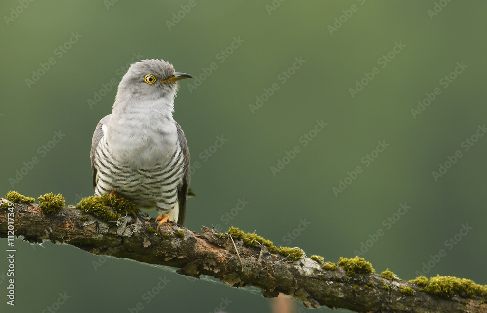 Common cuckoo (Cuculus canorus) Stock Photo | Adobe Stock