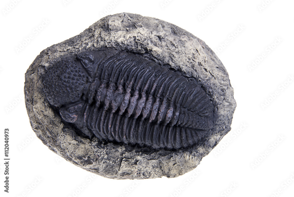 Trilobite fossil replica close up isolated on white background Stock ...