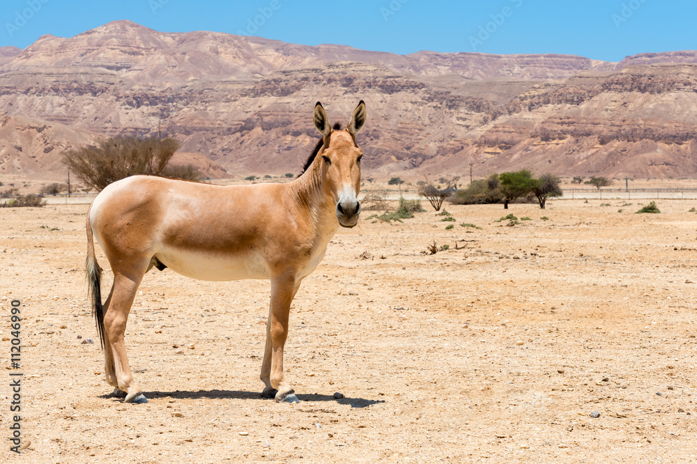 The onager (Equus hemionus) is a brown Asian wild donkey inhabiting ...