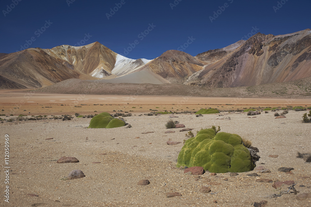 Plant In Northern Chile