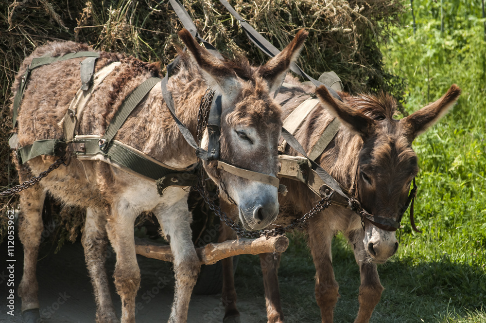 Fotografia do Stock: Donkeys pulling a cart loaded with hay | Adobe Stock