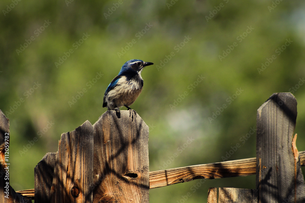 hermosa ave azul Tomando el sol Stock Photo | Adobe Stock