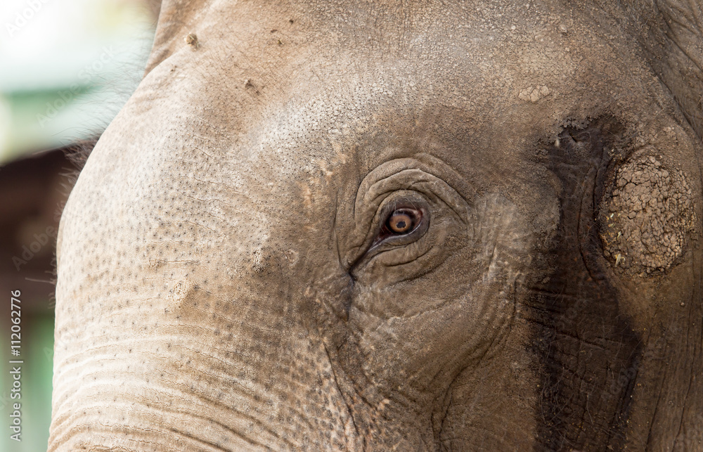 eye elephant in nature. portrait Stock Photo | Adobe Stock