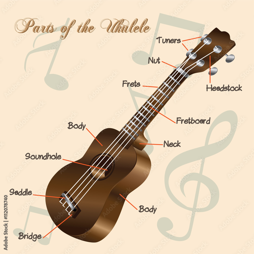 Parts of the Ukulele Stock Vector | Adobe Stock