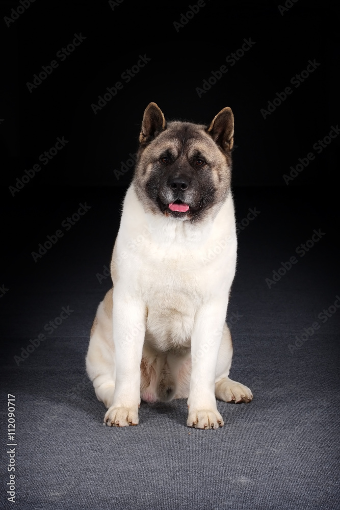 Are Akitas A Large Dog Breed